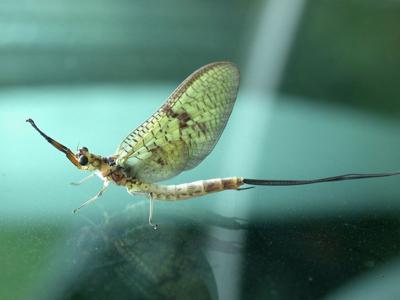 Natural Connections: Mayflies | Free | apg-wi.com