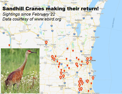 Birding news: Sandhill cranes now returning to state | Free | apg-wi.com