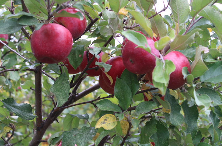 Enjoy apples, pumpkins, syrups, bread and much more at Smith’s Apple ...