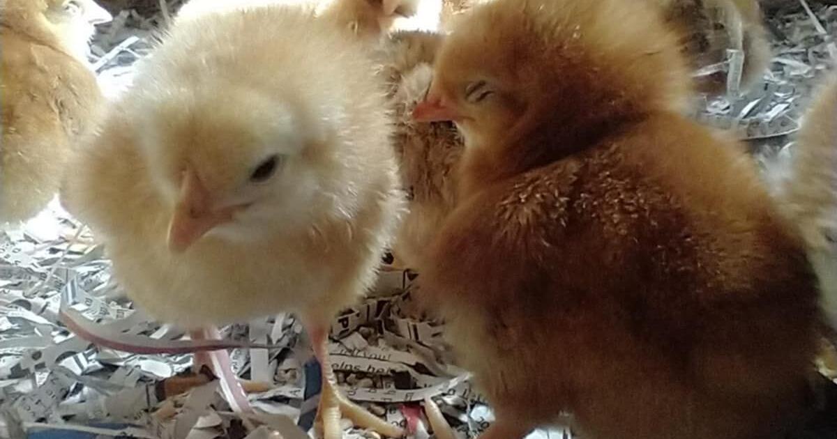 Down on the Farm: Little birds | Columnists | apg-wi.com