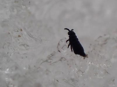 Natural Connections: Finding snow fleas | Price County Review | apg-wi.com