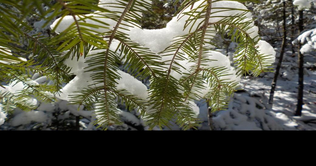 Natural Connections: Balsam firs are important to wildlife and the ...