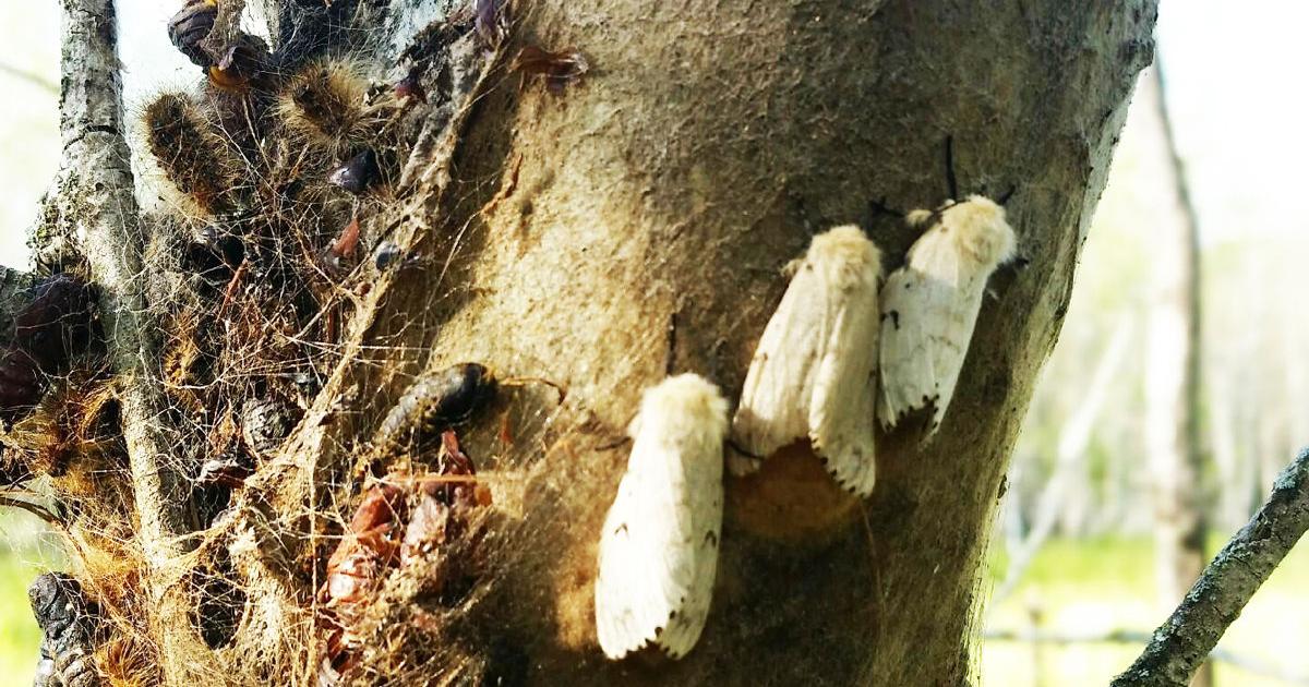 Gypsy moths to be sprayed in region | Free | apg-wi.com