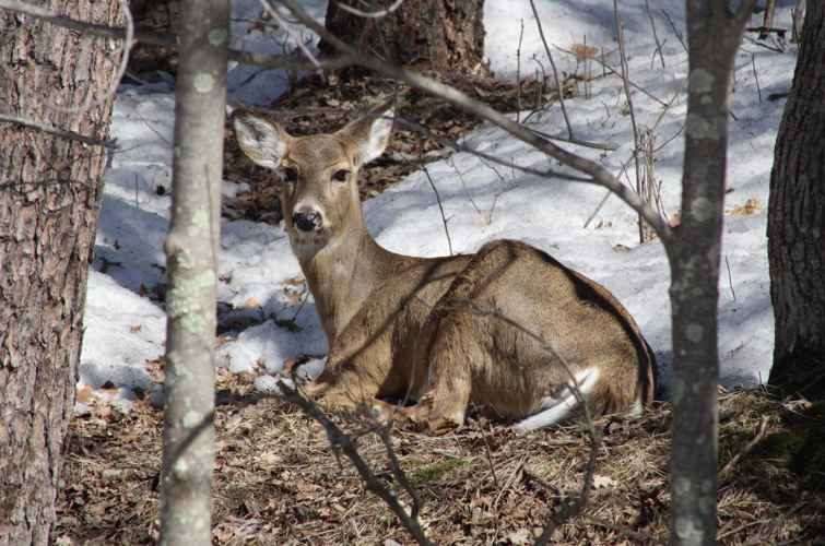 Hibernation more than a long winter nap | Outdoors | apg-wi.com