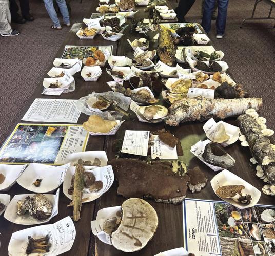 Mushroom enthusiasts find mycophile heaven near Cable | Subscriber ...