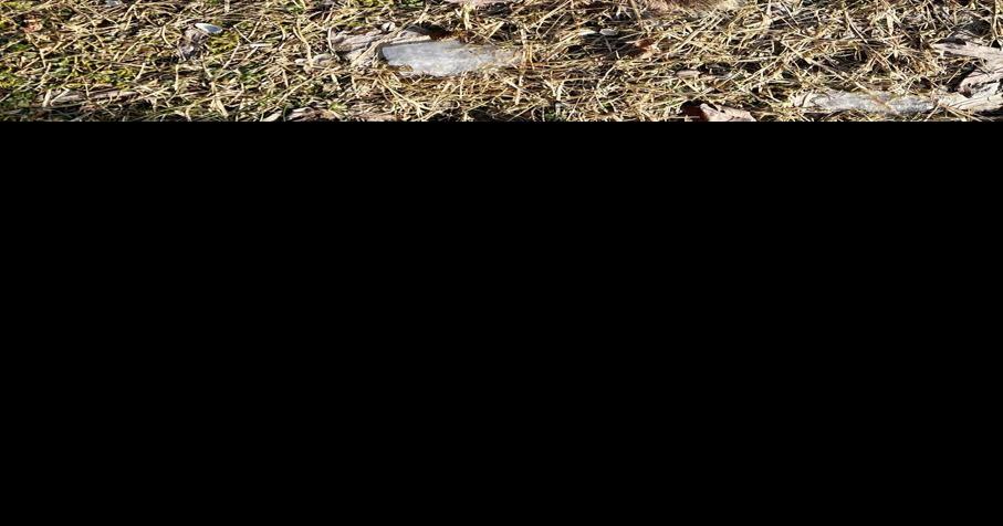 Back Home: Squirrels taking their revenge | News | apg-wi.com