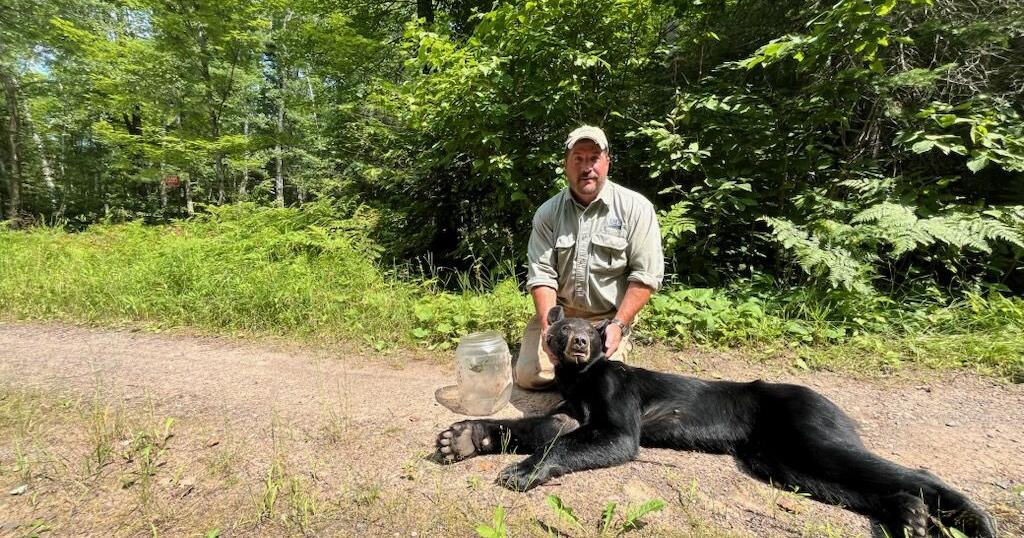 A black bear ‘in a terrible predicament’ finds a happy ending | News ...