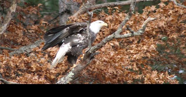 DNR: Help support rare species with donation to the Endangered ...