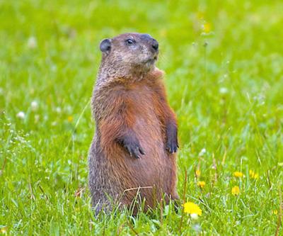 Follow the groundhog's example: Stay indoors | Home And Health | apg-wi.com