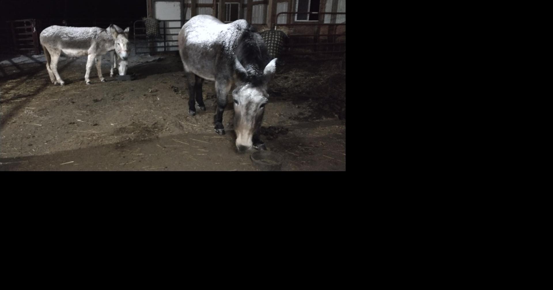 Down on the Farm: Frosted steeds | News | apg-wi.com