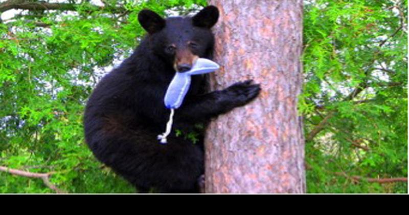 Focus on nature: Black bear | Subscriber | apg-wi.com