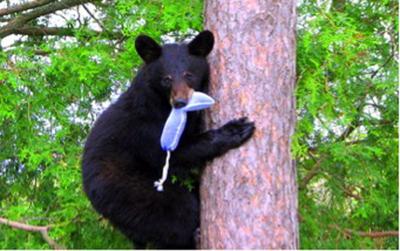 Focus on nature: Black bear | Subscriber | apg-wi.com