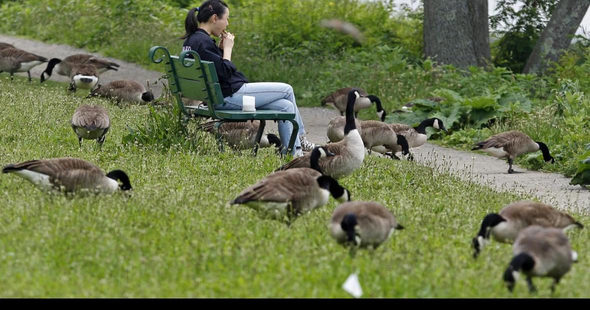 Wildlife expert: Canada geese culling a necessary practice | Free | apg ...
