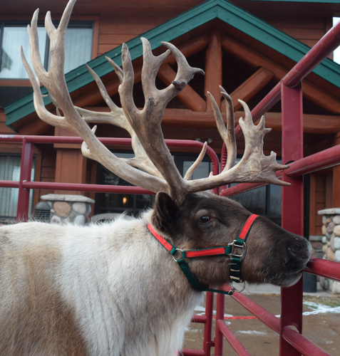 Santa’s reindeer visit area; Christmas Eve flight nears | Local | apg ...