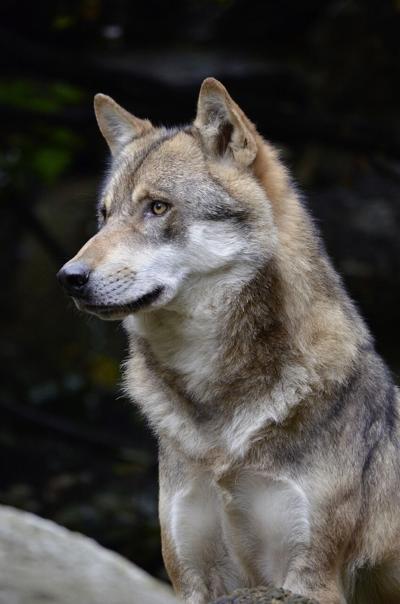 Wisconsin wildlife officials approve new wolf management plan with no ...