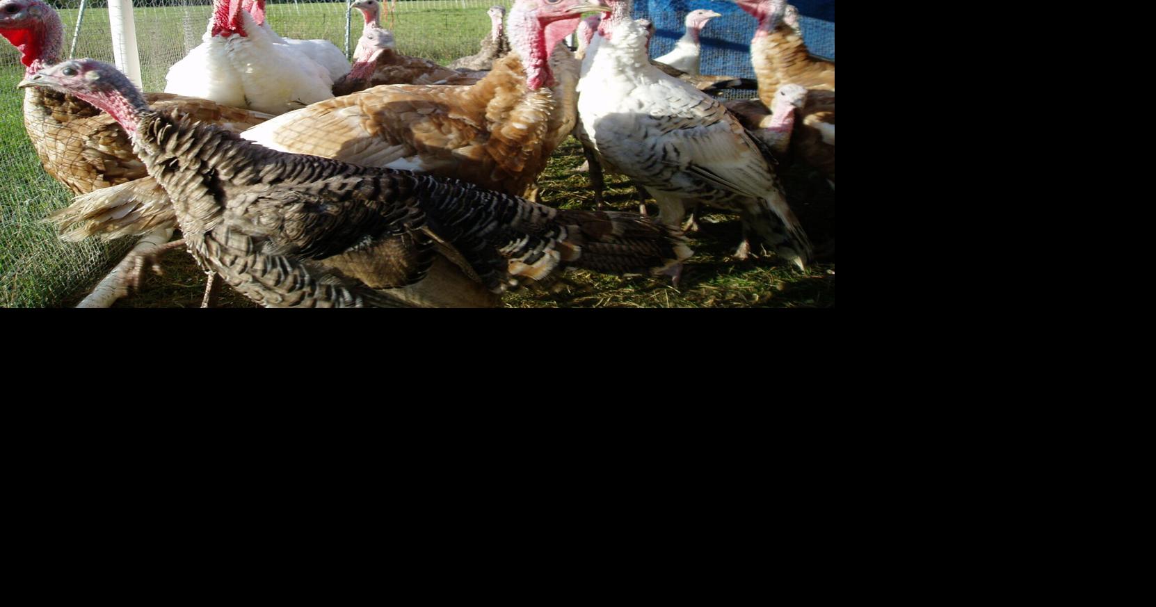 Down on the Farm: Turkey time | Outdoors | apg-wi.com