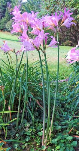 The mystery of the lillies | Subscriber | apg-wi.com