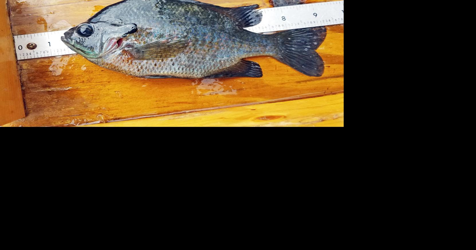 Angler's report: The 1,000 bluegill day | Free | apg-wi.com