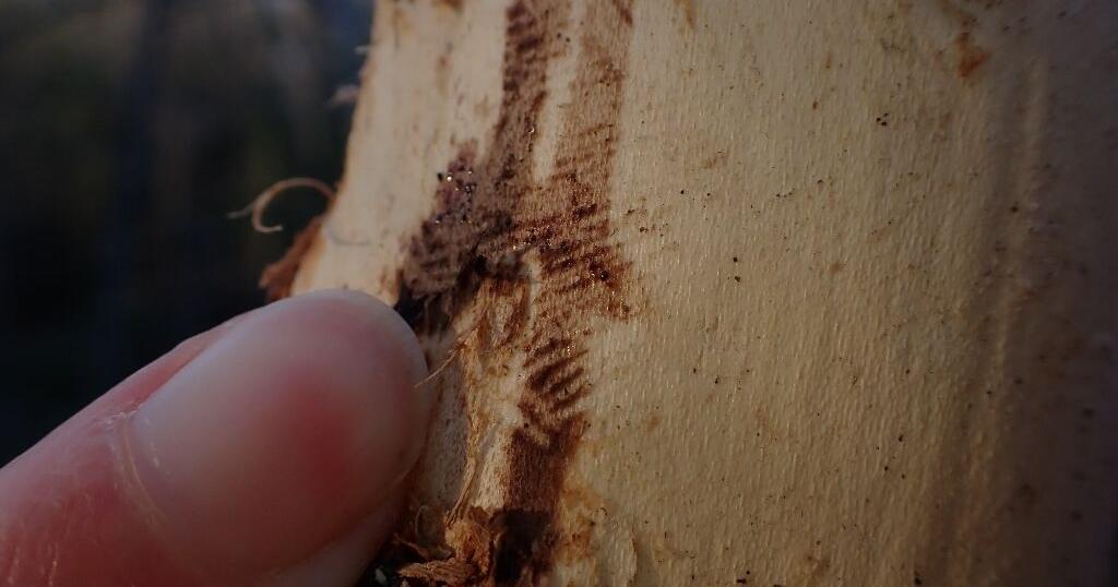 CSI Bark: Who's eating the trees? | Outdoors | apg-wi.com