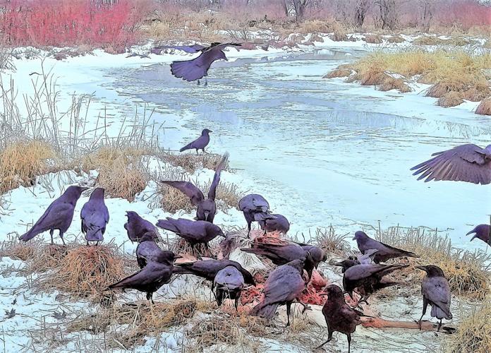 FOCUS ON NATURE: Be aware of wildlife feeding on roadkill | Price ...