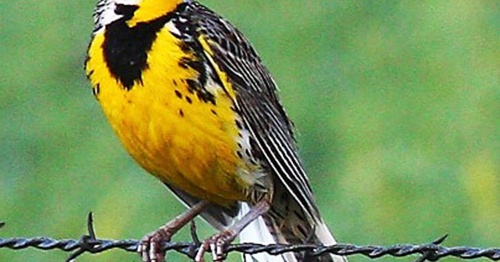 Focus on nature: Bad news, good news for birds | Free | apg-wi.com