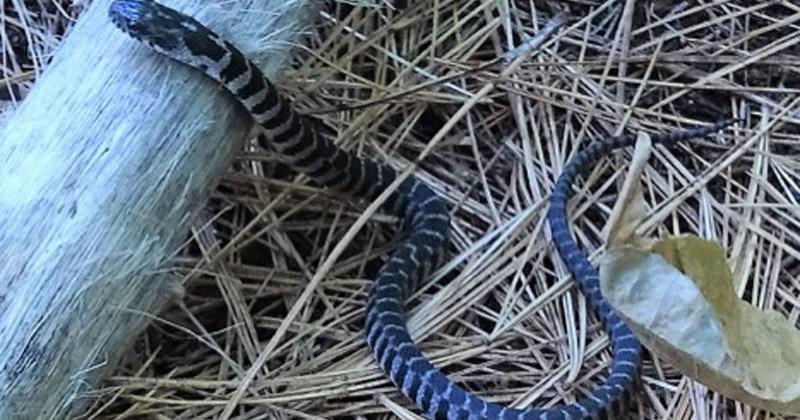 poisonous water snakes in maryland