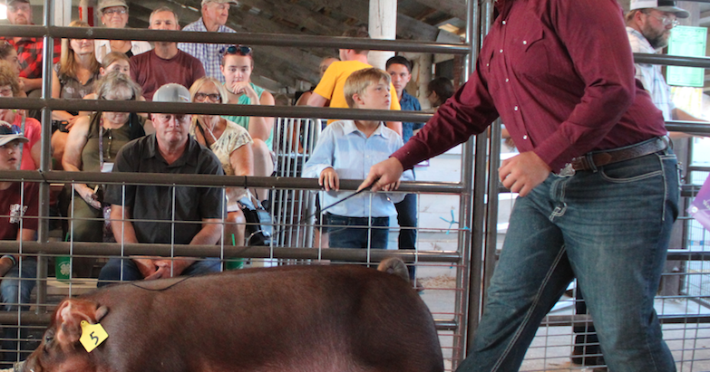 Livestock Show & Sale at Washburn County Fair | Local | apg-wi.com