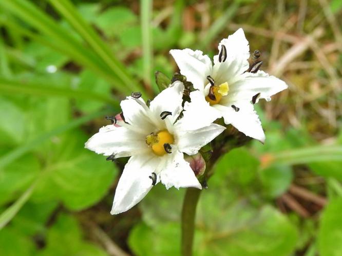 Natural Connections: Skunk cabbage, mud holes, and a naturalist | Free ...