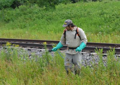 GLIFWC at work eradicating invasives | Outdoors | apg-wi.com
