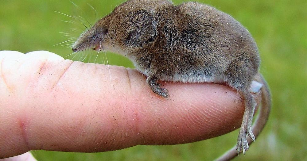 least shrew range