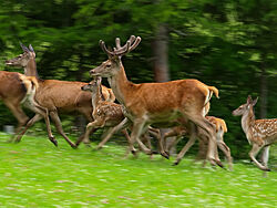 Washburn County deer farm tests positive for CWD | Outdoors | apg-wi.com