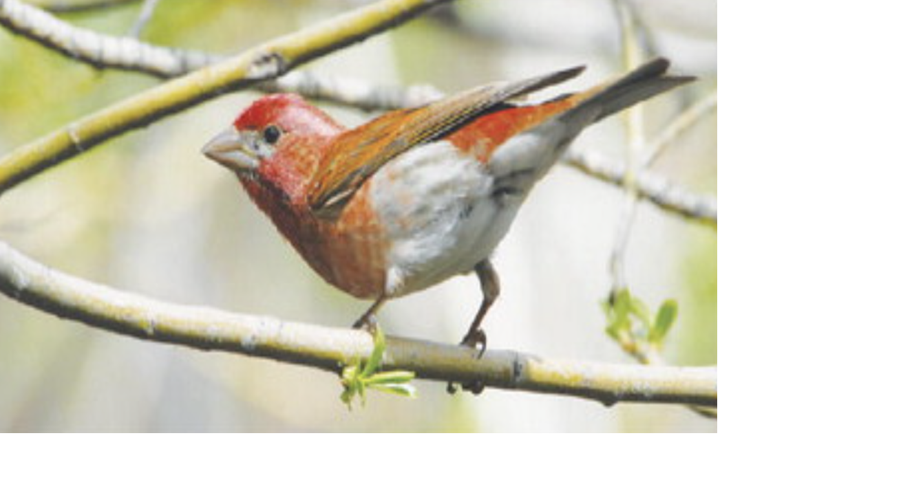 Gambling on birds | Outdoors | apg-wi.com