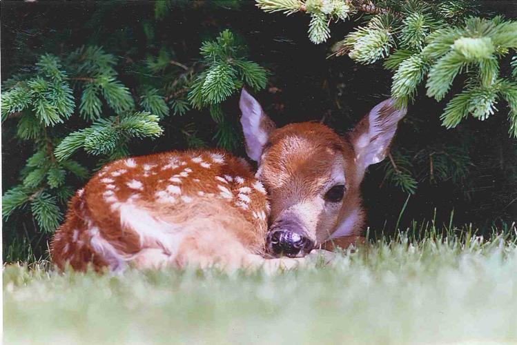 Among the little ones: Seeing new spotted fawns is pure joy | Outdoors ...