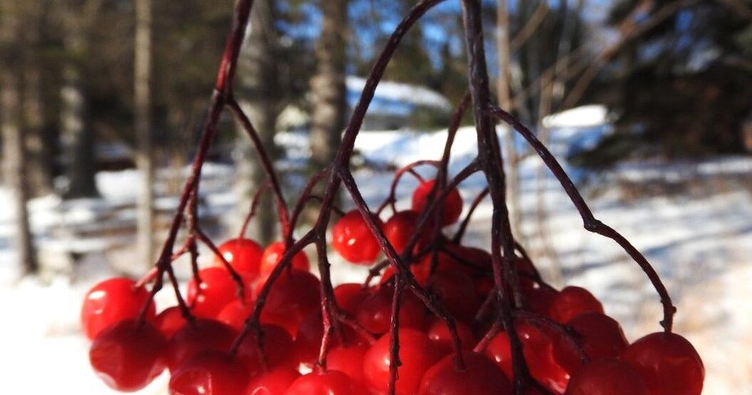 Natural Connections: The color splash of mountain-ash | Outdoors | apg ...
