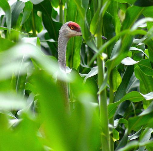 The crane in the corn | Outdoors | apg-wi.com