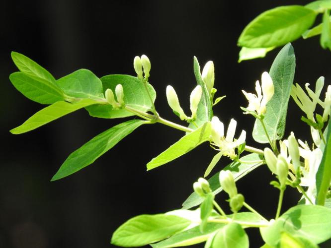 Natural Connections: Distinguishing native and invasive honeysuckle ...