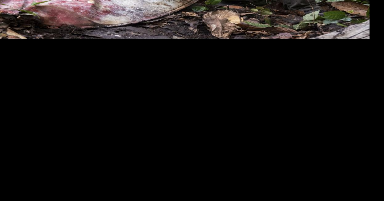 Explorers find what they believe is World War II ace Richard Bong's downed plane in South ...