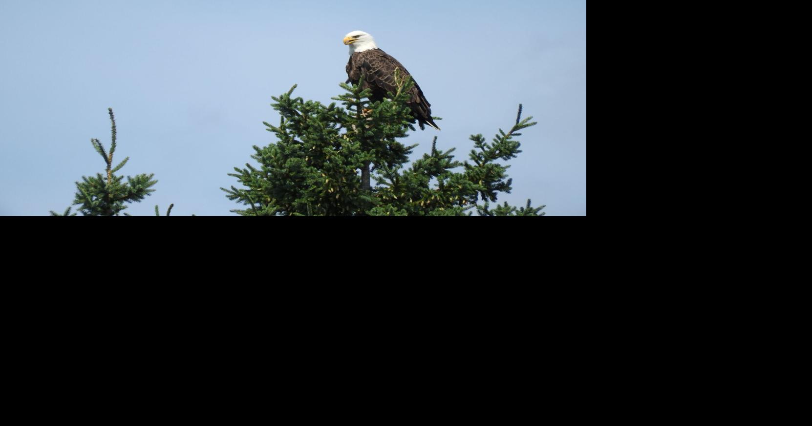 Avian anglers | Outdoors | apg-wi.com