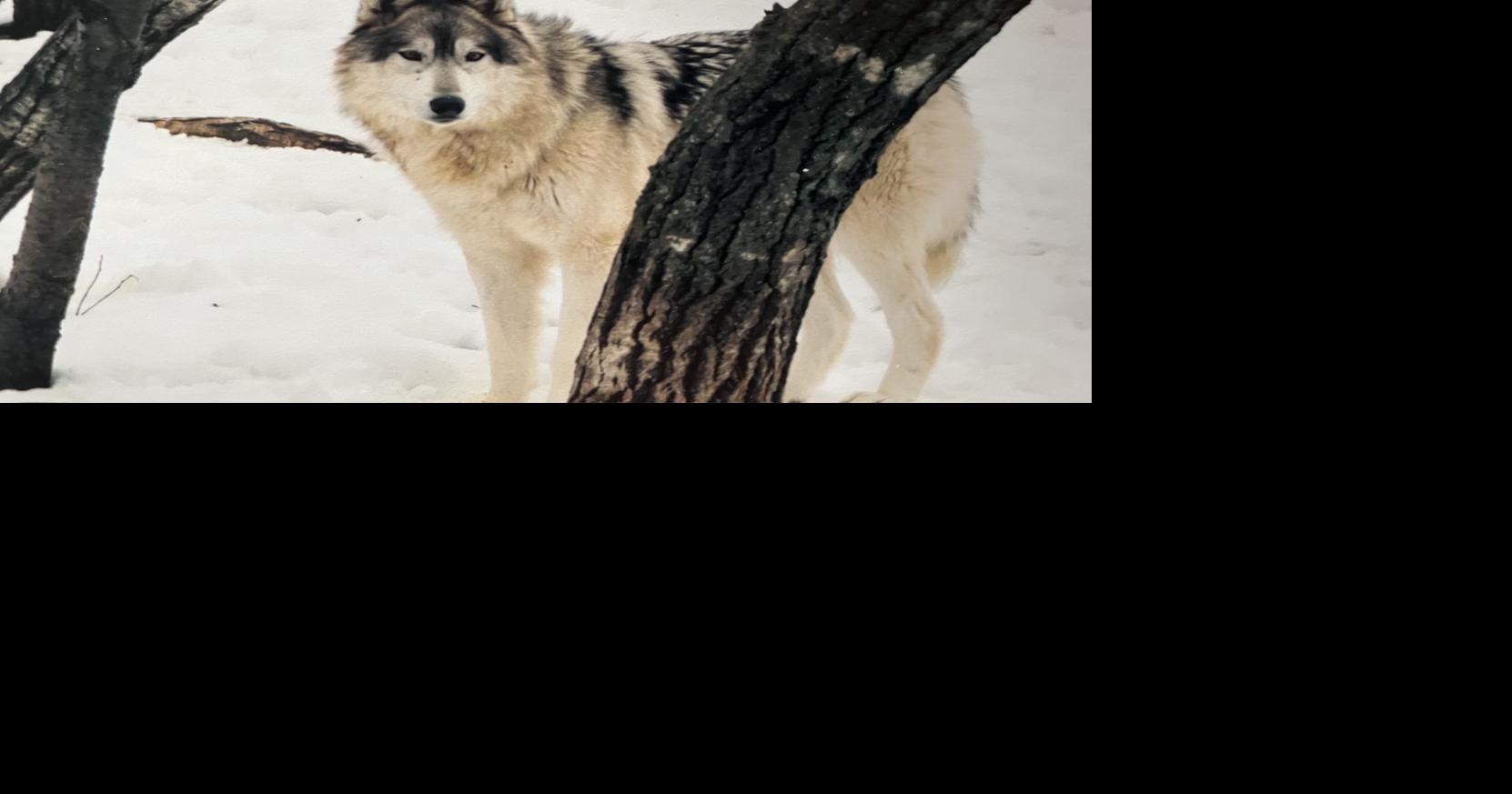 Wisconsin DNR extends new wolf plan comment period | News | apg-wi.com
