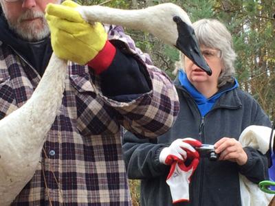 Injured swan rescued from slow death | Subscriber | apg-wi.com