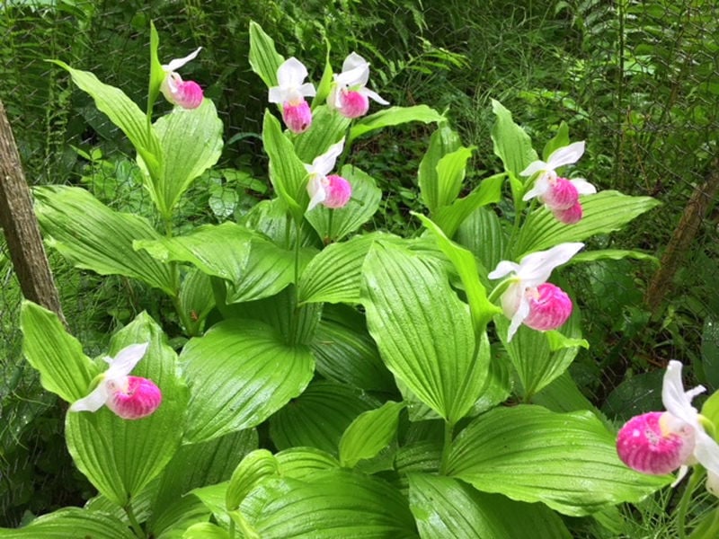 Focus on nature: Showy lady’s slipper | Free | apg-wi.com