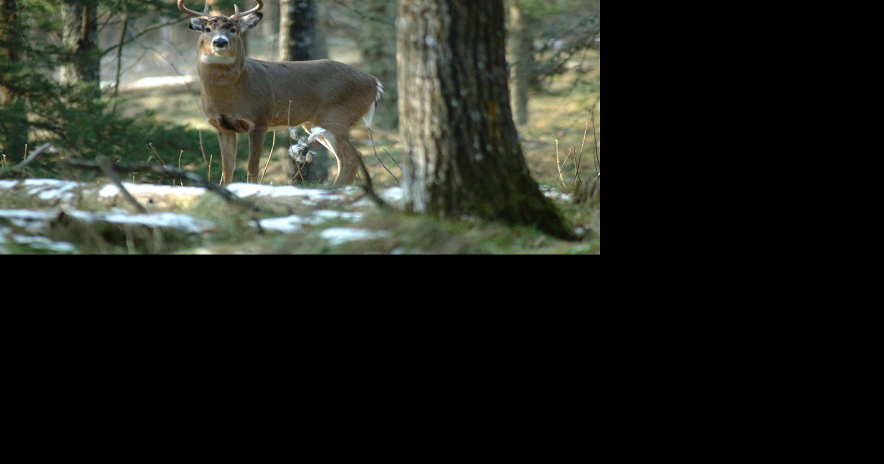 Season opener: Warm weather, more deer, baiting ban in place | Sawyer ...