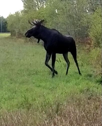 melanistic moose