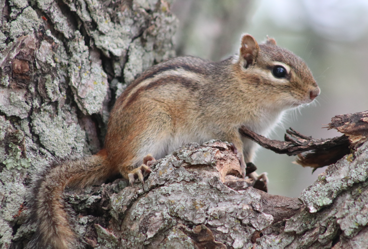 Hibernation time: As cold weather arrives, many of nature’s creatures ...