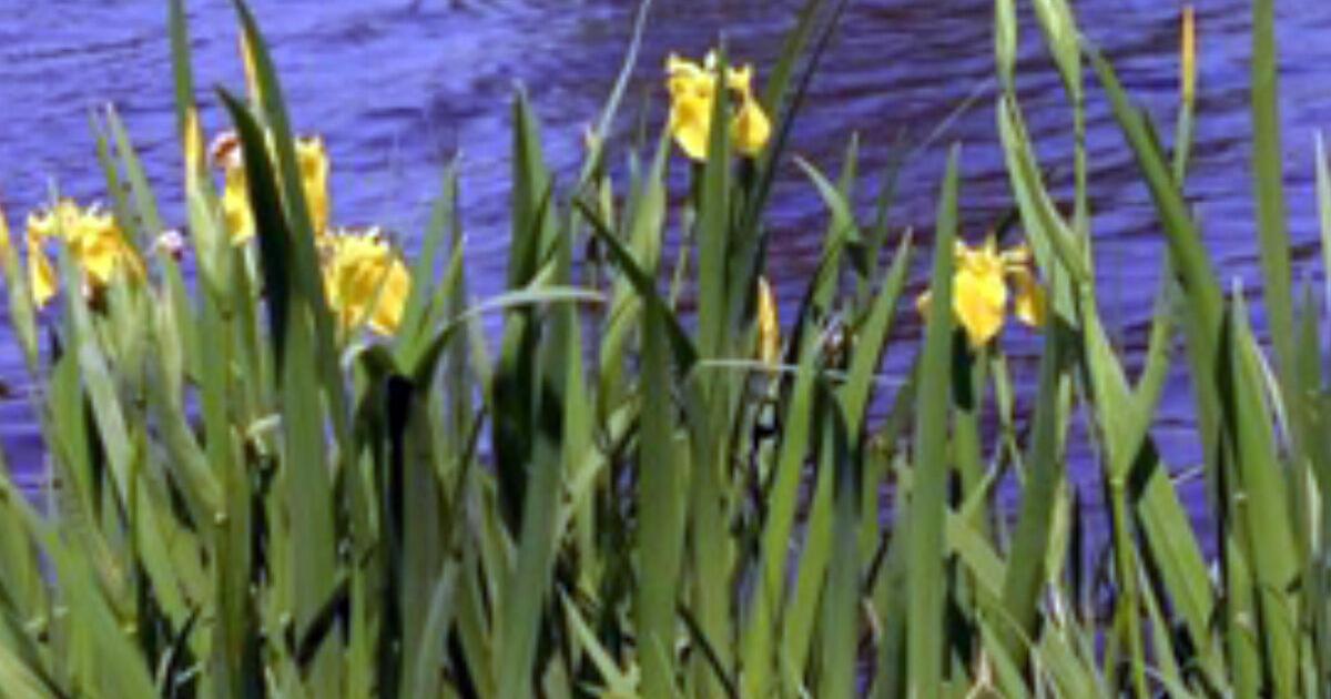 Yellow iris invasive species spreading through south basin | News | apg ...