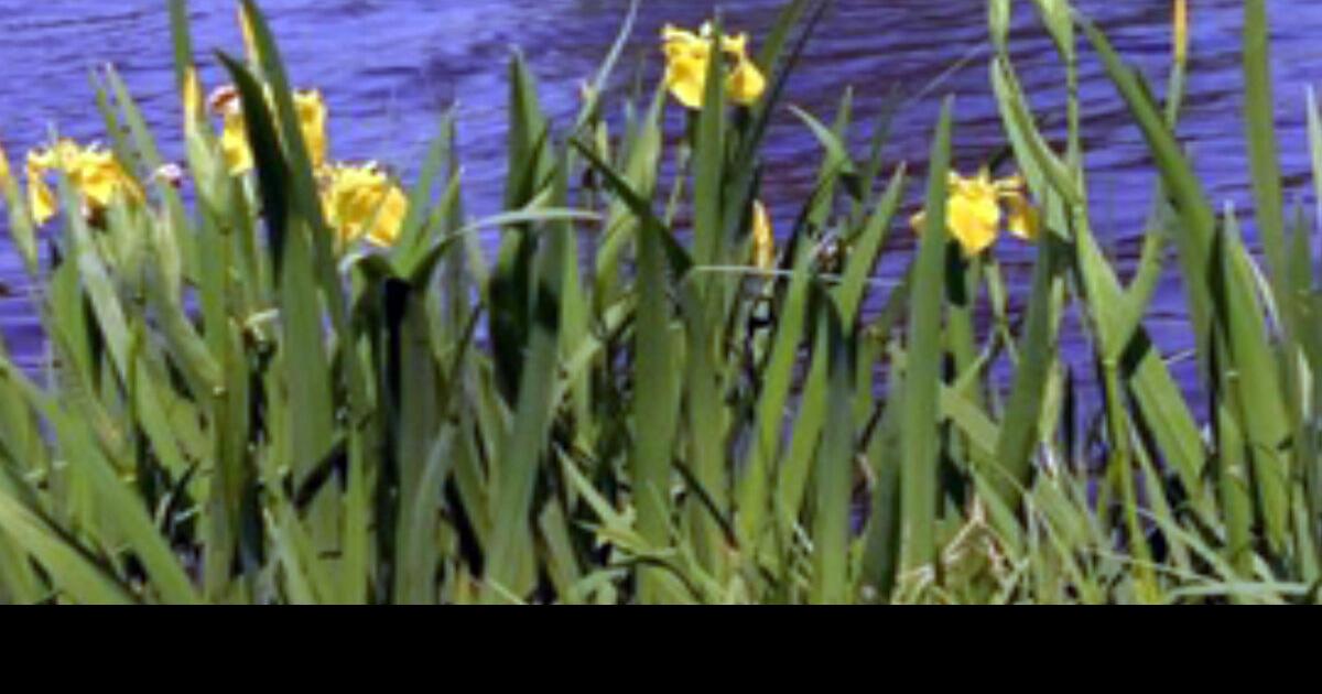 Yellow iris invasive species spreading through south basin | News | apg ...