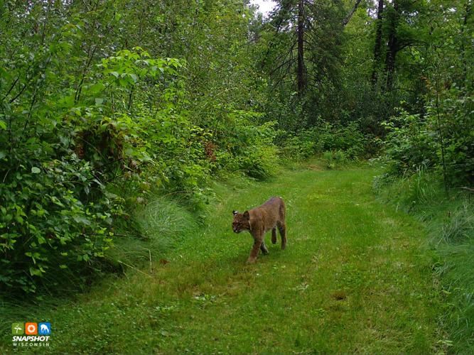 Volunteer-supported trail camera program marks 10 years, 100 million ...