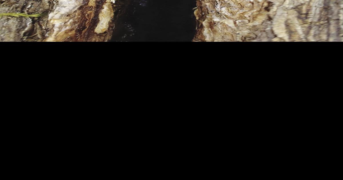 Natural Connections: A close-up of the scars of frost cracks | Free ...