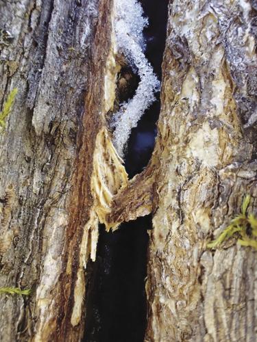 Natural Connections: A close-up of the scars of frost cracks | Free ...