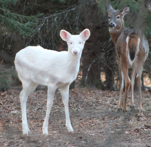 Among the little ones: Seeing new spotted fawns is pure joy | Outdoors ...